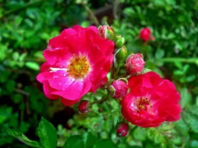 Кырмызы (роза) бырышкан (rosa rugosa): кайда өсөт, сорттору, жегенге болобу же жокпу, көбөйтүү, багуу, медициналык колдонуу, сүрөт 7150_6