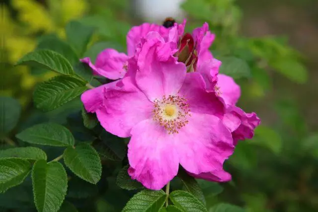 Rosehip (rose) wrinkled (rosa rugosa): inda take girma, iri, abin ci ko a'a, haifuwa, kulawa, amfanin likita, hoto 7150_7