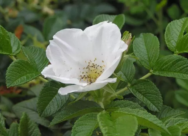 Кырмызы (роза) бырышкан (rosa rugosa): кайда өсөт, сорттору, жегенге болобу же жокпу, көбөйтүү, багуу, медициналык колдонуу, сүрөт 7150_8