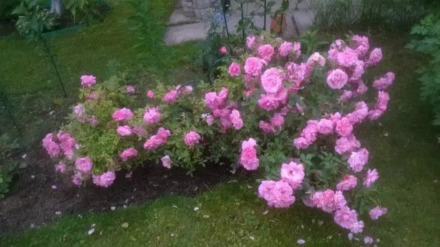 Кырмызы (роза) бырышкан (rosa rugosa): кайда өсөт, сорттору, жегенге болобу же жокпу, көбөйтүү, багуу, медициналык колдонуу, сүрөт 7150_9