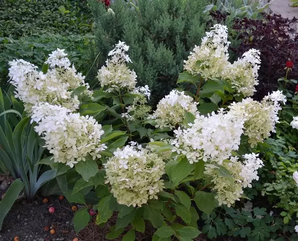 Hydrangea Dolly (Доли): опис, садење и грижа, зимска цврстина, градинарски работи, фотографии и прегледи 7155_1