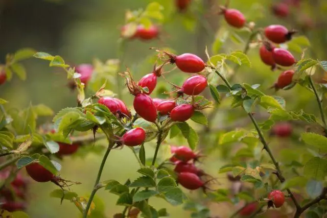 Rosehip: Cûreyên herî kêrhatî, mezin, bedew, xwarin, cûrbecûr bê stûr, çêtirîn ji bo herêma Moskowê, Sîbîrya, herêma Lênîngradê 7159_12