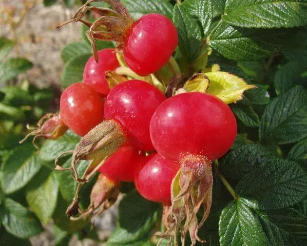 Ang Rosehip: ang labing kapuslan, dako, matahum, makaon nga klase, lahi nga wala’y tunok, ang labing kaayo alang sa rehiyon sa Moscow, Siberia, rehiyon sa Leningrad 7159_14