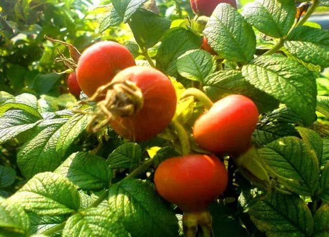 Rosehip: ang pinaka-kapaki-pakinabang, malaki, maganda, nakakain na species, mga varieties na walang tinik, ang pinakamahusay para sa rehiyon ng Moscow, Siberia, ang rehiyon ng Leningrad 7159_18