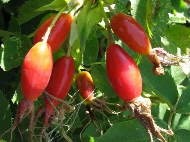 Rosehip: najužitočnejší, veľký, krásny, jedlý druh, odrody bez tŕňov, najlepšie pre moskovský región, Sibír, Leningradský región 7159_24