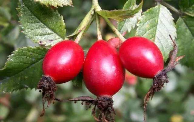 Rosehip: ang pinaka-kapaki-pakinabang, malaki, maganda, nakakain na species, mga varieties na walang tinik, ang pinakamahusay para sa rehiyon ng Moscow, Siberia, ang rehiyon ng Leningrad 7159_25