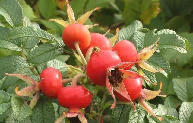 Rosehip: ang pinaka-kapaki-pakinabang, malaki, maganda, nakakain na species, mga varieties na walang tinik, ang pinakamahusay para sa rehiyon ng Moscow, Siberia, ang rehiyon ng Leningrad 7159_26