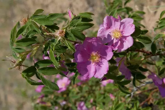 Rosehip: ang pinaka-kapaki-pakinabang, malaki, maganda, nakakain na species, mga varieties na walang tinik, ang pinakamahusay para sa rehiyon ng Moscow, Siberia, ang rehiyon ng Leningrad 7159_3