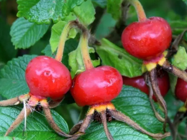 Rosehip: ang pinaka-kapaki-pakinabang, malaki, maganda, nakakain na species, mga varieties na walang tinik, ang pinakamahusay para sa rehiyon ng Moscow, Siberia, ang rehiyon ng Leningrad 7159_30