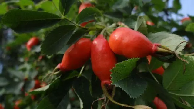 Rosehip: ang pinaka-kapaki-pakinabang, malaki, maganda, nakakain na species, mga varieties na walang tinik, ang pinakamahusay para sa rehiyon ng Moscow, Siberia, ang rehiyon ng Leningrad 7159_31