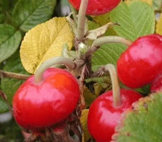 Rosehip: Cûreyên herî kêrhatî, mezin, bedew, xwarin, cûrbecûr bê stûr, çêtirîn ji bo herêma Moskowê, Sîbîrya, herêma Lênîngradê 7159_34