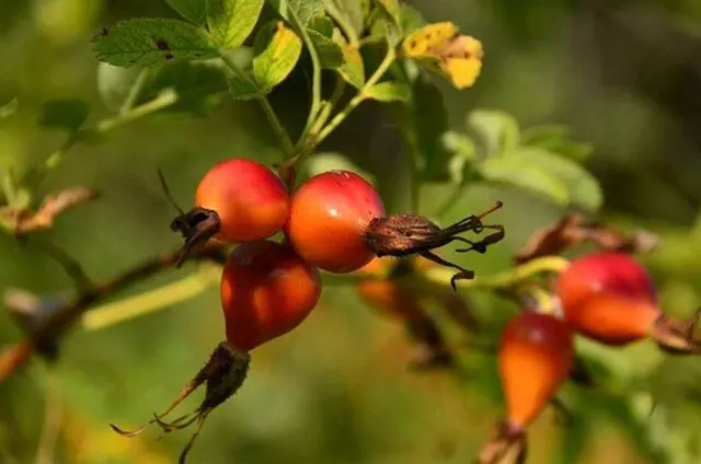 Rosehip: хамгийн ашигтай, том, үзэсгэлэнтэй, хүнсний зүйл, өргөсгүй сорт, Москва муж, Сибирь, Ленинградын бүсэд хамгийн тохиромжтой. 7159_38