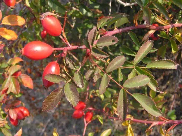 Rosehip: najužitočnejší, veľký, krásny, jedlý druh, odrody bez tŕňov, najlepšie pre moskovský región, Sibír, Leningradský región 7159_41