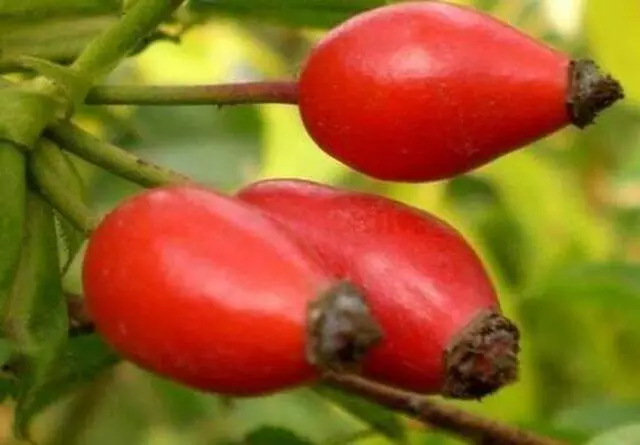 Rosehip: ang pinaka-kapaki-pakinabang, malaki, maganda, nakakain na species, mga varieties na walang tinik, ang pinakamahusay para sa rehiyon ng Moscow, Siberia, ang rehiyon ng Leningrad 7159_42