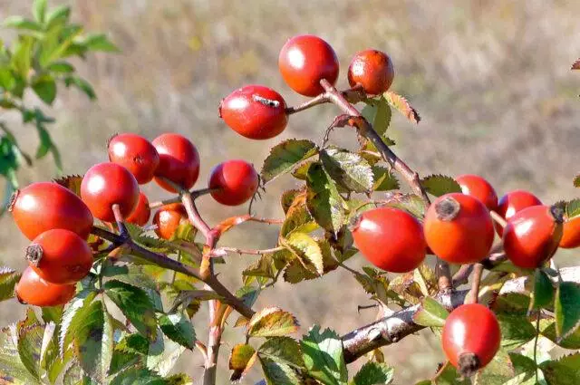 Rosehip: ang pinaka-kapaki-pakinabang, malaki, maganda, nakakain na species, mga varieties na walang tinik, ang pinakamahusay para sa rehiyon ng Moscow, Siberia, ang rehiyon ng Leningrad 7159_43