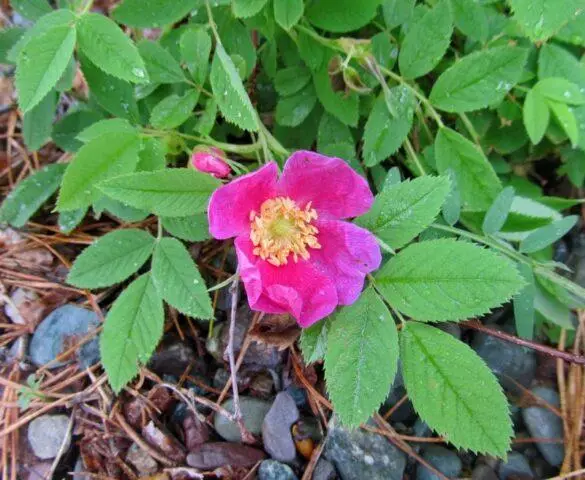 Ang Rosehip: ang labing kapuslan, dako, matahum, makaon nga klase, lahi nga wala’y tunok, ang labing kaayo alang sa rehiyon sa Moscow, Siberia, rehiyon sa Leningrad 7159_7