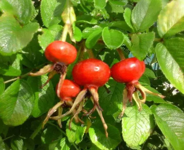 Rosehip: najužitočnejší, veľký, krásny, jedlý druh, odrody bez tŕňov, najlepšie pre moskovský región, Sibír, Leningradský región 7159_71