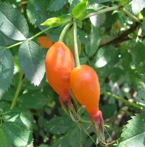 Rosehip: ang pinaka-kapaki-pakinabang, malaki, maganda, nakakain na species, mga varieties na walang tinik, ang pinakamahusay para sa rehiyon ng Moscow, Siberia, ang rehiyon ng Leningrad 7159_73