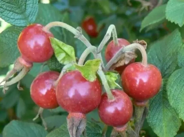 Rosehip: ang pinaka-kapaki-pakinabang, malaki, maganda, nakakain na species, mga varieties na walang tinik, ang pinakamahusay para sa rehiyon ng Moscow, Siberia, ang rehiyon ng Leningrad 7159_75