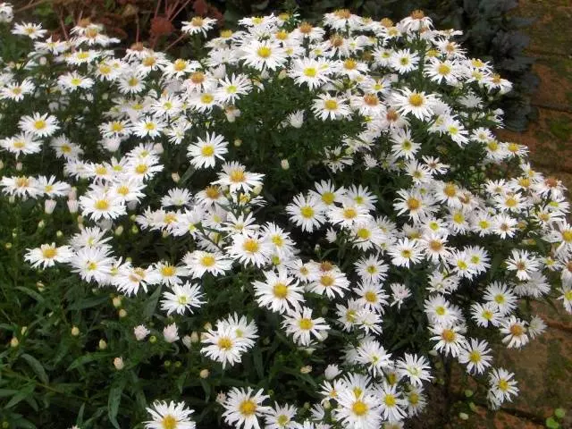 Perenner med vita blommor: foton och namn 715_14