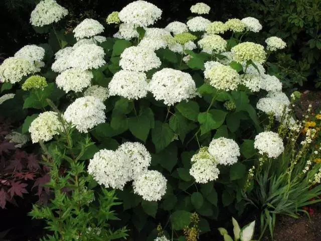 Perenner med vita blommor: foton och namn 715_15