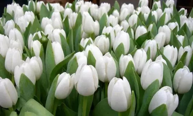 Perenner med vita blommor: foton och namn 715_21