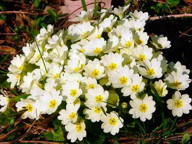 Perenner med vita blommor: foton och namn 715_24