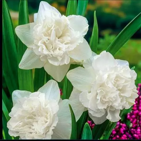 Perenner med vita blommor: foton och namn 715_3