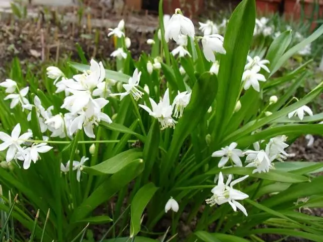 Perenner med vita blommor: foton och namn 715_5