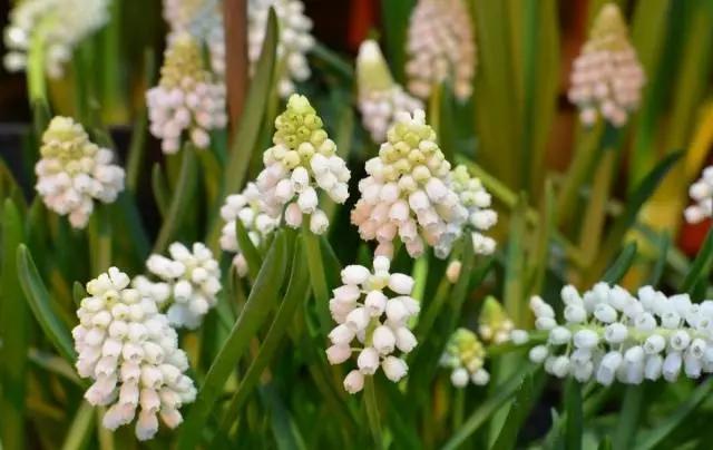 Plantas perennes con flores brancas: fotos e nomes 715_6