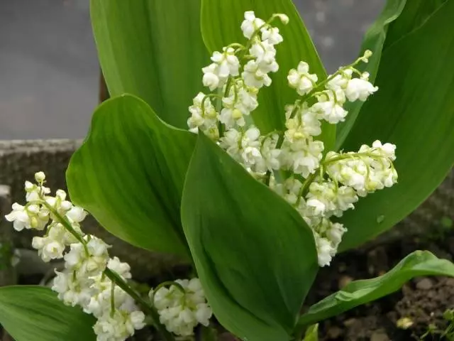 Plantas perennes con flores brancas: fotos e nomes 715_8