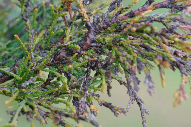 Cypress: chisamaliro cham'munda, kubzala, kubereka, pogona m'nyengo yozizira 7160_11