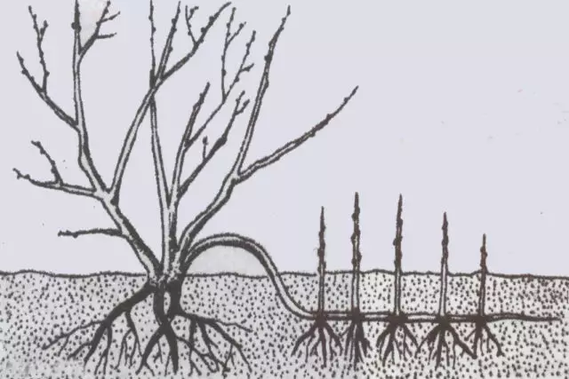 Xiprers: cura del jardí, plantació, reproducció, refugi per a l’hivern 7160_17