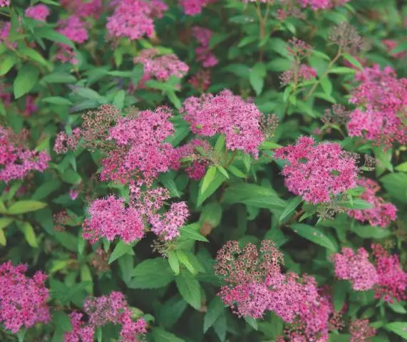 Spirea Darts Red: përshkrimi, mbjellja dhe kujdesi, foto, rishikime 7167_1