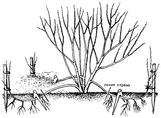 Spirea Darts Red: paghulagway, pagtanum ug pag-atiman, mga litrato, pagsusi 7167_4