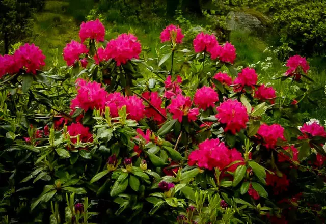 Rhododendron: pleje i efteråret, forberedelse til vinteren, lærammer, vanding 7174_10