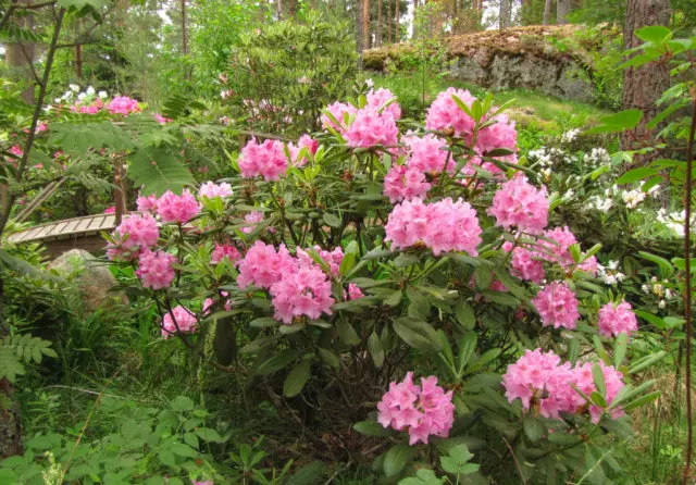 Rhododendron: pleje i efteråret, forberedelse til vinteren, lærammer, vanding 7174_2