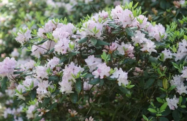 Rhododendron: pleje i efteråret, forberedelse til vinteren, lærammer, vanding 7174_4