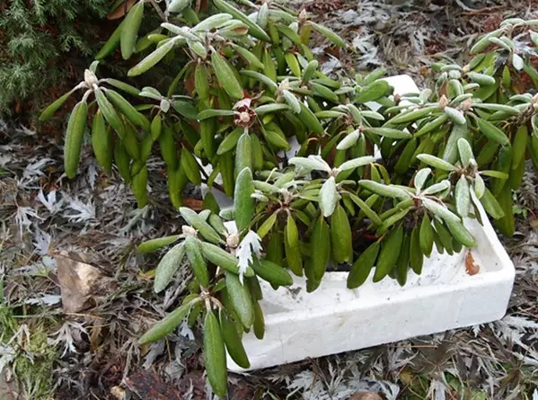 Rhododendron: pleje i efteråret, forberedelse til vinteren, lærammer, vanding 7174_7