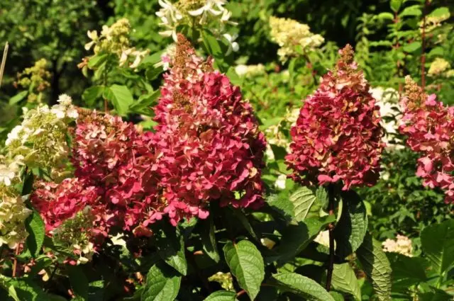 Hydrangea Mega Mindy (MegaMindy): tuairisc, plandáil agus cúram, ullmhúchán don gheimhreadh, léirmheasanna 7182_1