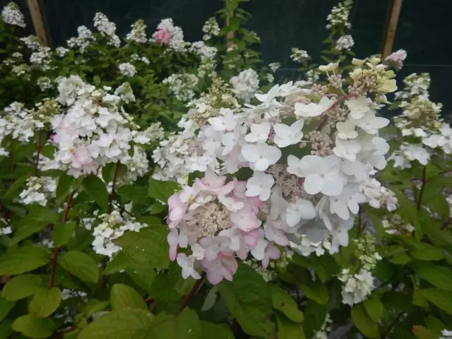 Hydrangea Mega Mindy (MegaMindy): ការពិពណ៌នាការដាំនិងការថែទាំការរៀបចំសម្រាប់រដូវរងាការពិនិត្យឡើងវិញ 7182_2