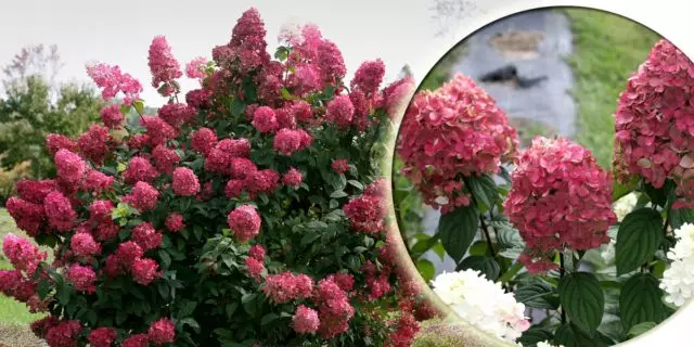 Hydrangea मेगा Mindy (MegaMindy): विवरण, रोपण र हेरचाह, जाडो को लागी तयारी, समीक्षा 7182_3