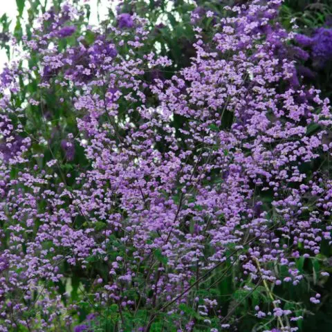 Basil of Delavey (Thalictrum delavayi): foto och beskrivning, recensioner 7187_1