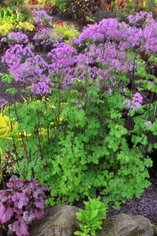 Basil of Delavey (Thalictrum delavayi): foto och beskrivning, recensioner 7187_12