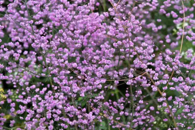 Basil of Delavey (Thalictrum delavayi): foto och beskrivning, recensioner 7187_2