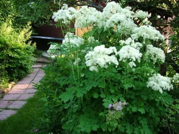 Basil nke Delavey (Thalictrum delavayi): foto na nkọwa, nyocha 7187_20