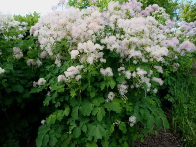 Bazilio de Delavio (Thalictrum delavayi): foto kaj priskribo, recenzoj 7187_24