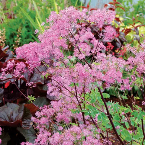 Delavio bazilikas (Thalictrum delavayi): nuotrauka ir aprašymas, apžvalgos 7187_3