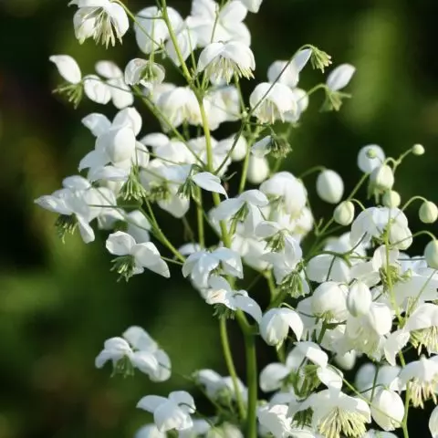 Delavio bazilikas (Thalictrum delavayi): nuotrauka ir aprašymas, apžvalgos 7187_4