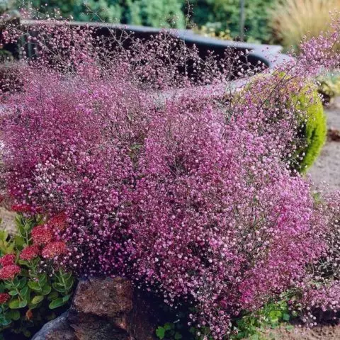 Delavio bazilikas (Thalictrum delavayi): nuotrauka ir aprašymas, apžvalgos 7187_6